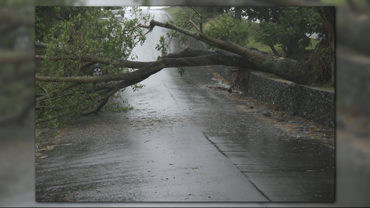 Warning signs trees may fall during storm | wusa9.com
