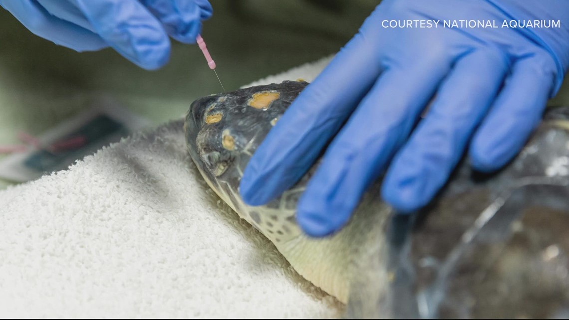 Sea turtle gets acupuncture at National Aquarium in Baltimore | wusa9.com