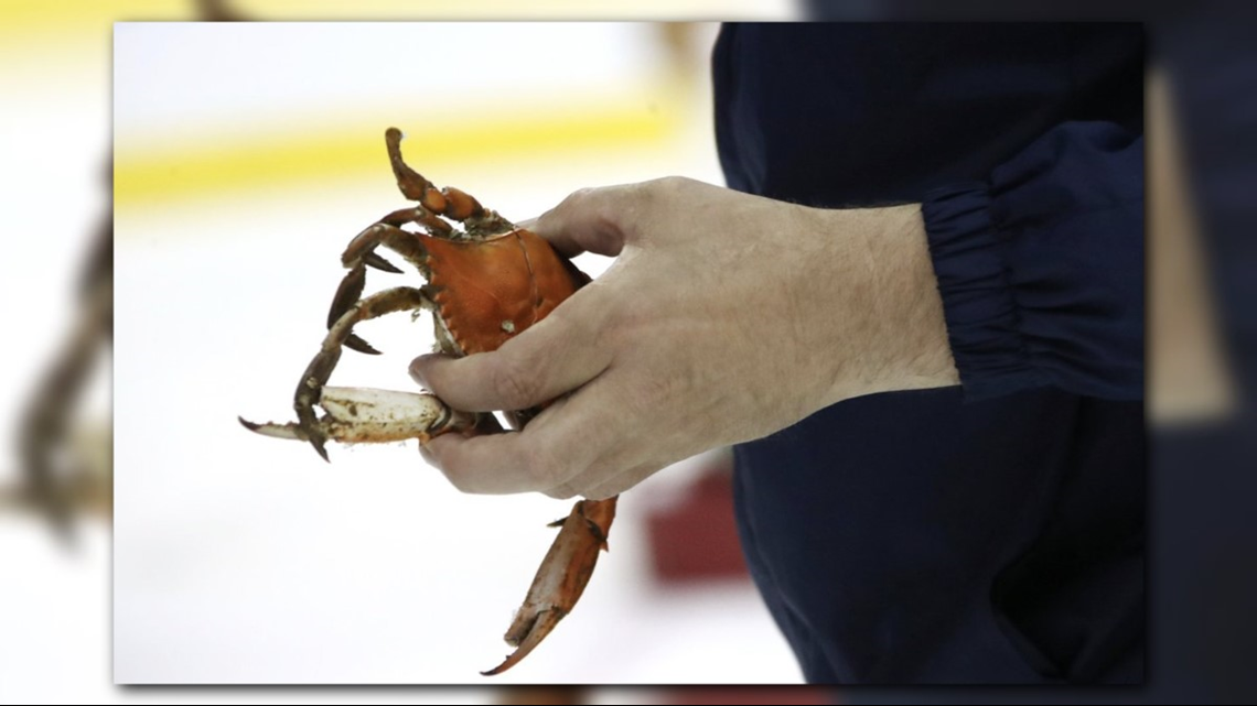 Throwing crabs on ice: The new Capitals tradition? | wusa9.com