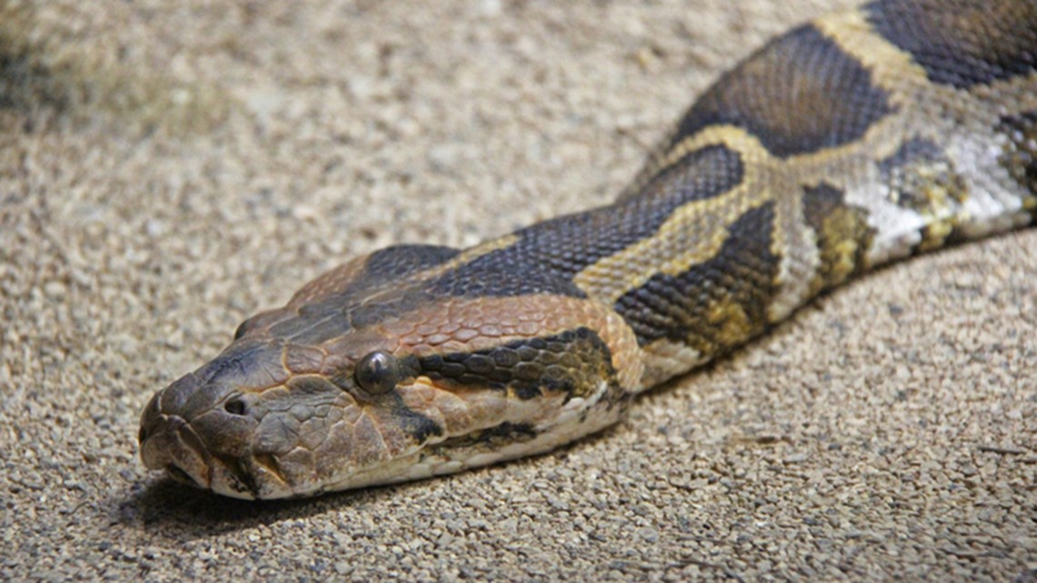 7-meter-long python swallows Indonesian woman | wusa9.com