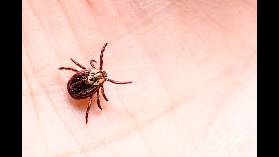 5 steps to keep ticks out of your yard this summer | wusa9.com