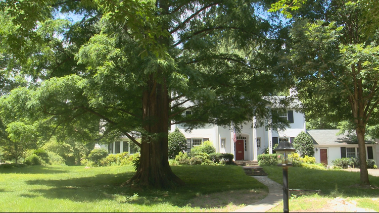 114-foot tall redwood tree may be cut down in Arlington, sparking ...