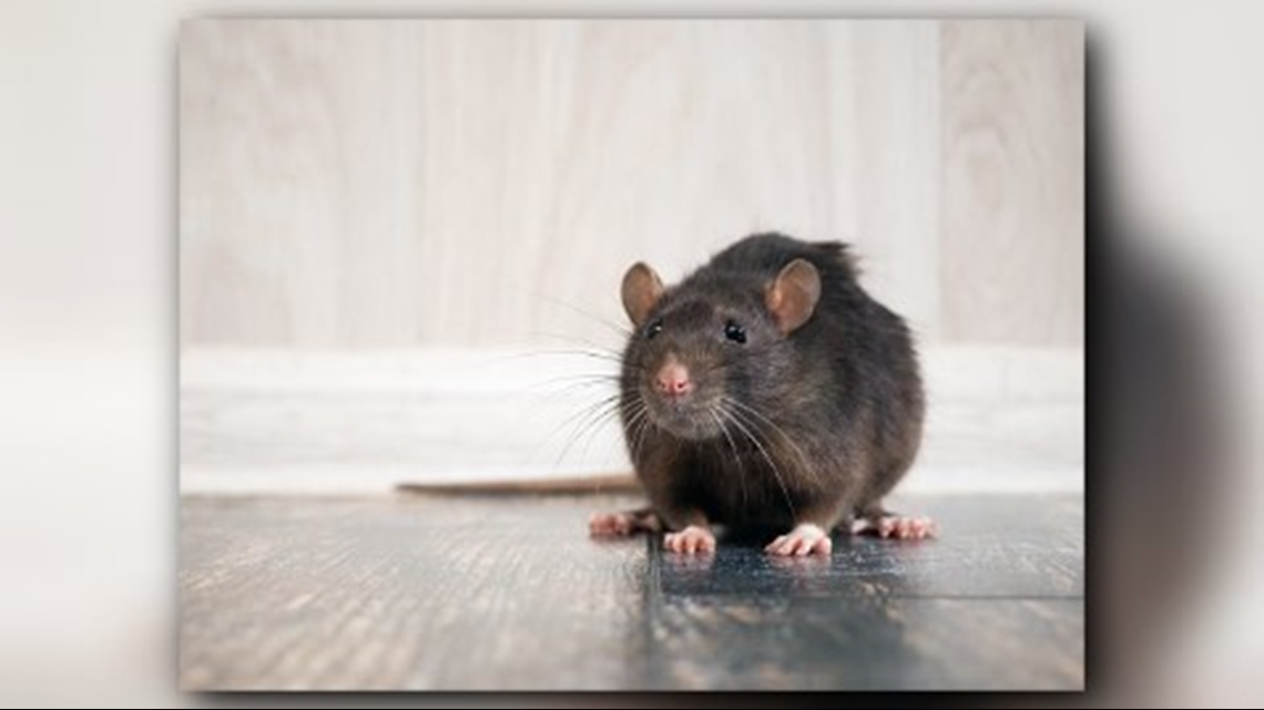 Baltimore market remains closed after video shows rodent in food stall ...
