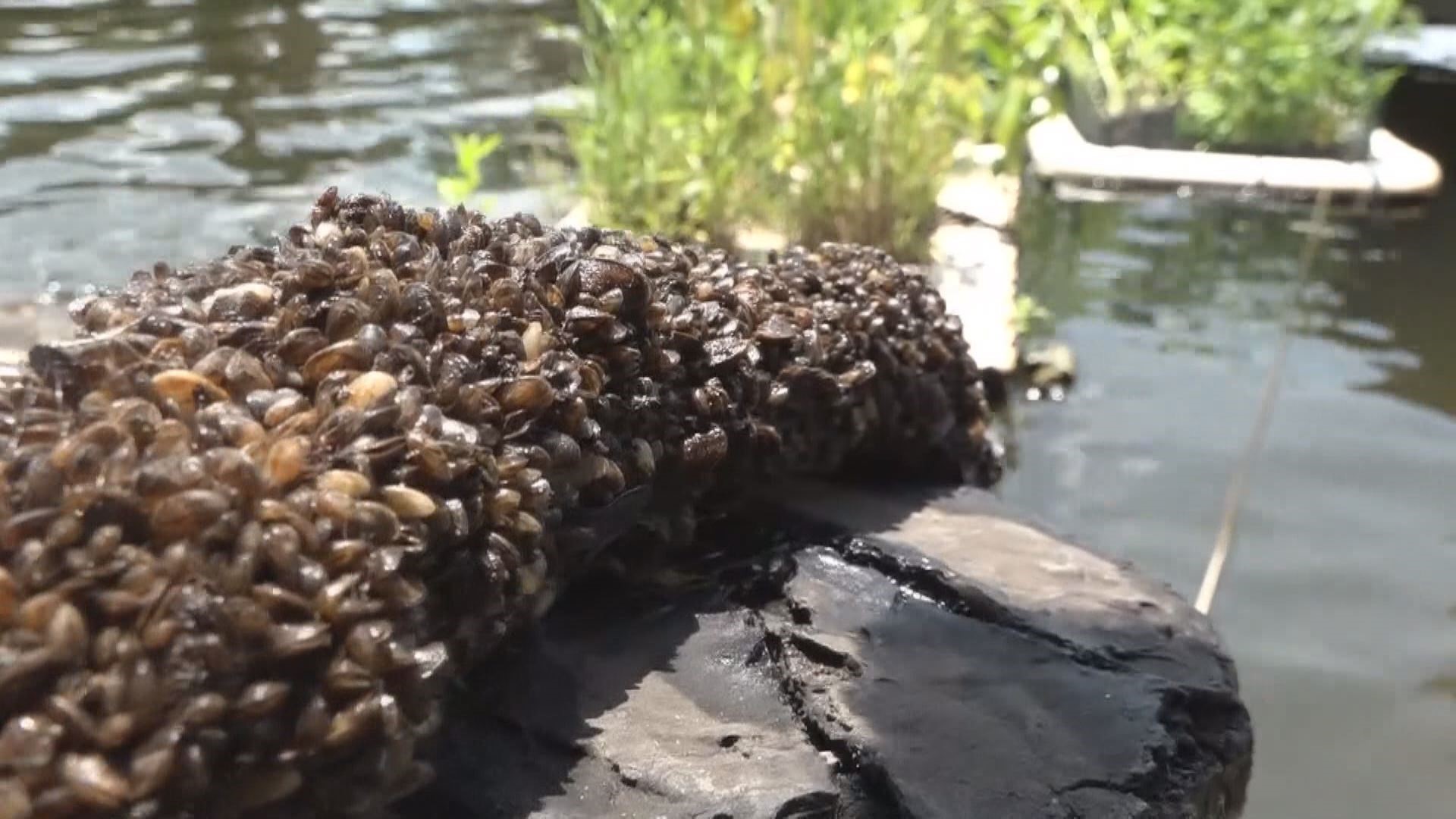 Alarm raised for pets as shellfish population explodes in Anne Arundel ...