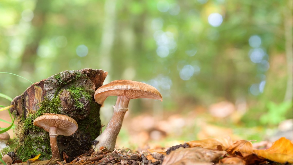 Family sickened from eating meal of wild 'vomiter' mushrooms | wusa9.com