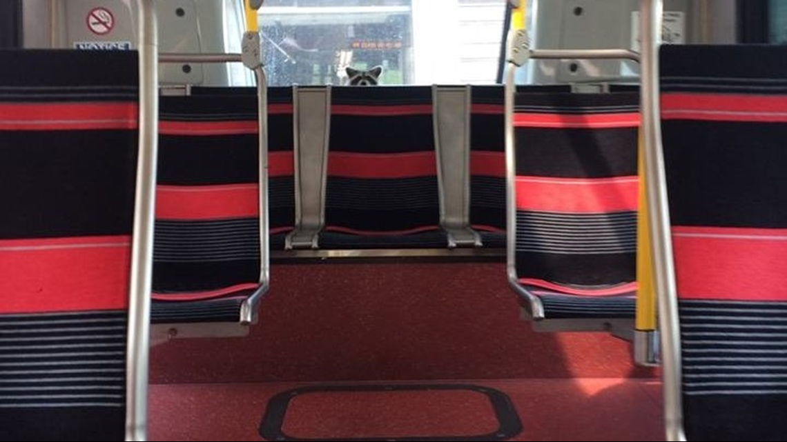 Peek-a-boo: Raccoon spotted hitching a ride on DC bus | wusa9.com
