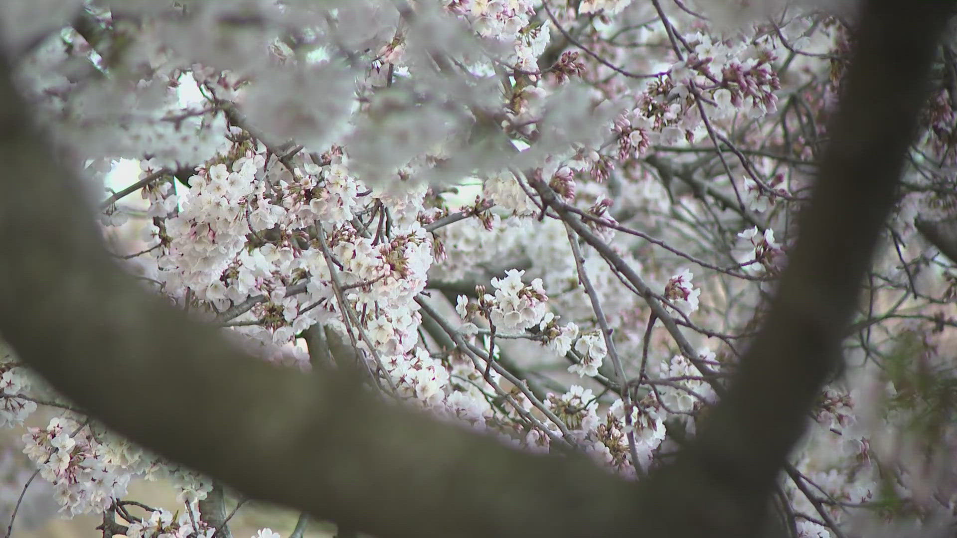 Experience Cherry Blossom Peak Bloom at DC's Tidal Basin | wusa9.com