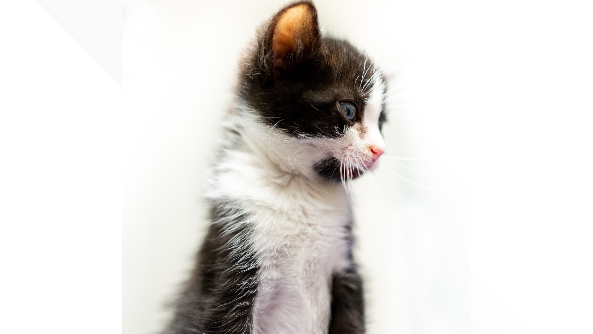 Kittens rescued from fire by firefighters ready for adoption | wusa9.com
