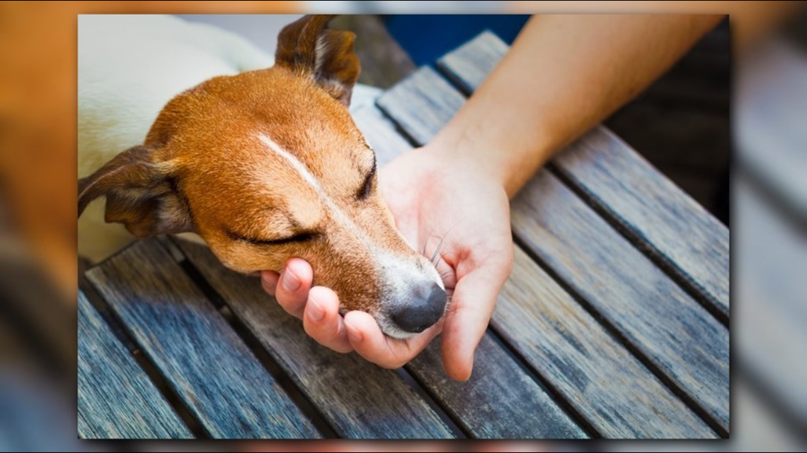 How Long Does It Take Lasix To Work In Dogs