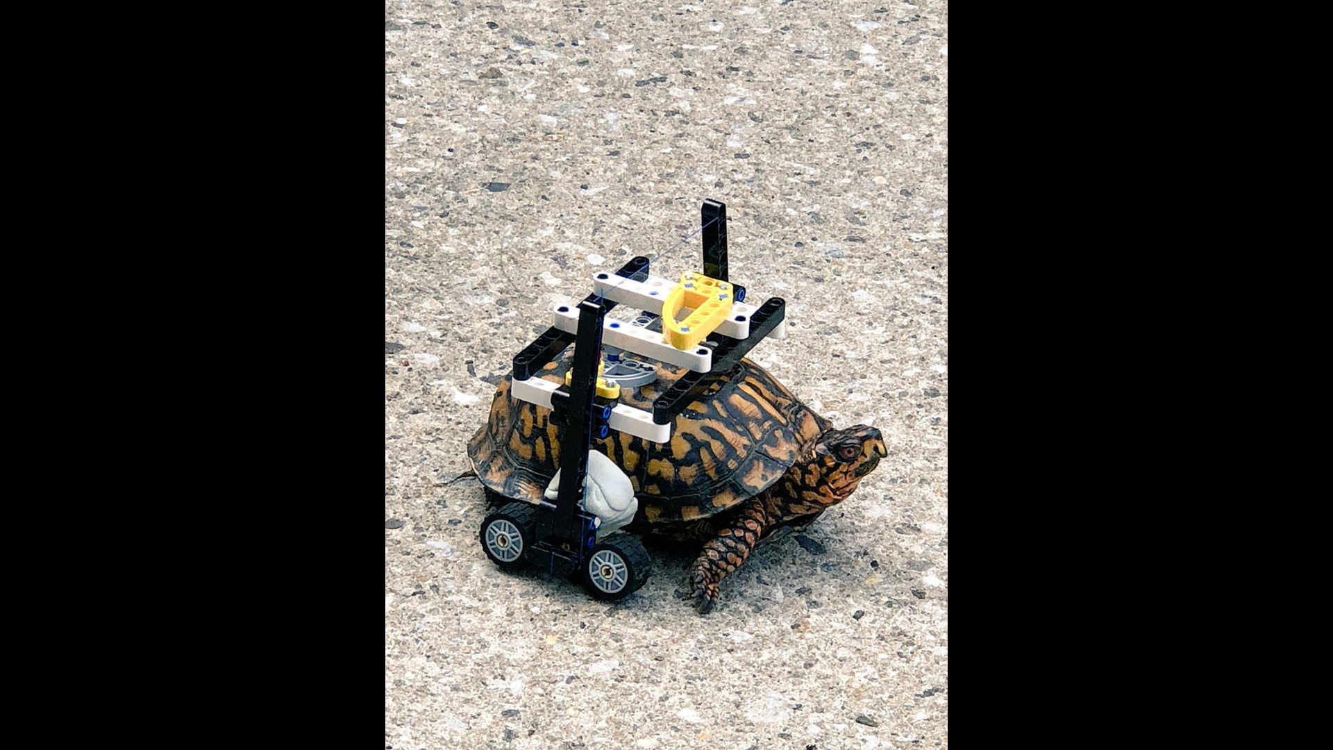 Injured turtle at Maryland Zoo gets customized wheelchair made of Legos ...