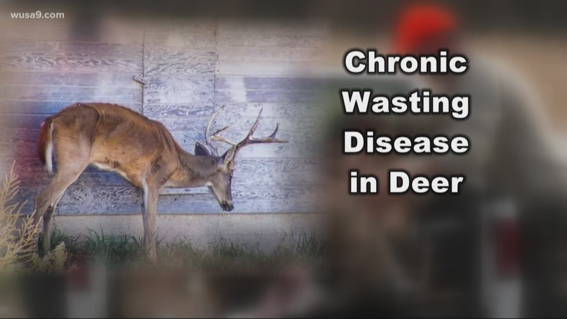 'Biting flies' disease killing deer across Virginia | wusa9.com