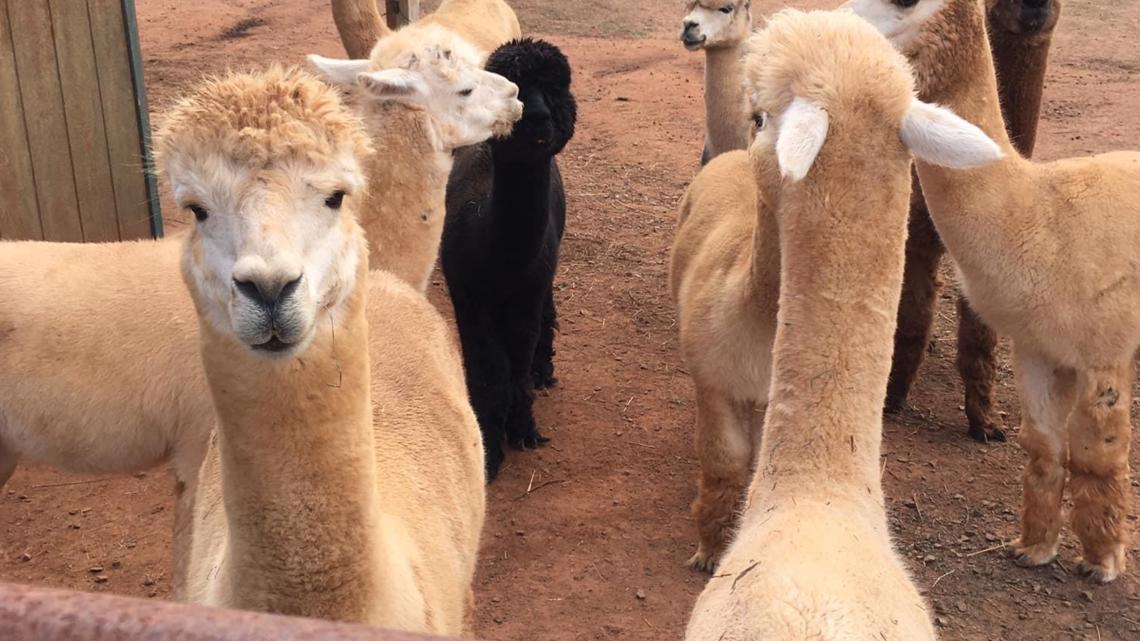 Family-run alpaca farm in Virginia | Get Uplifted | wusa9.com