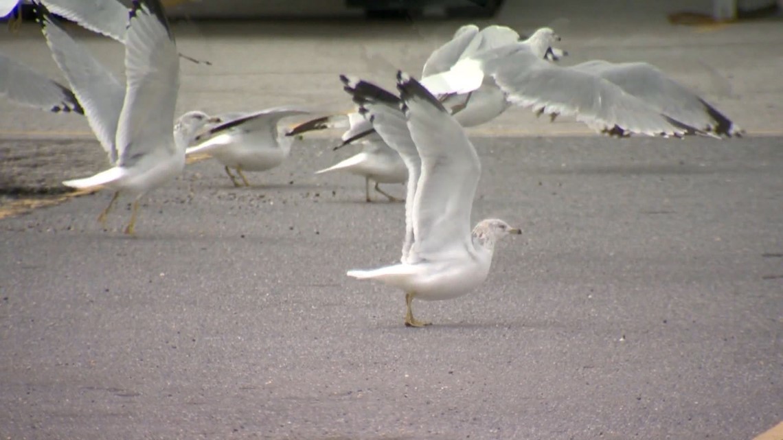 PETA offers reward for arrest of person who killed 10+ seagulls | wusa9.com