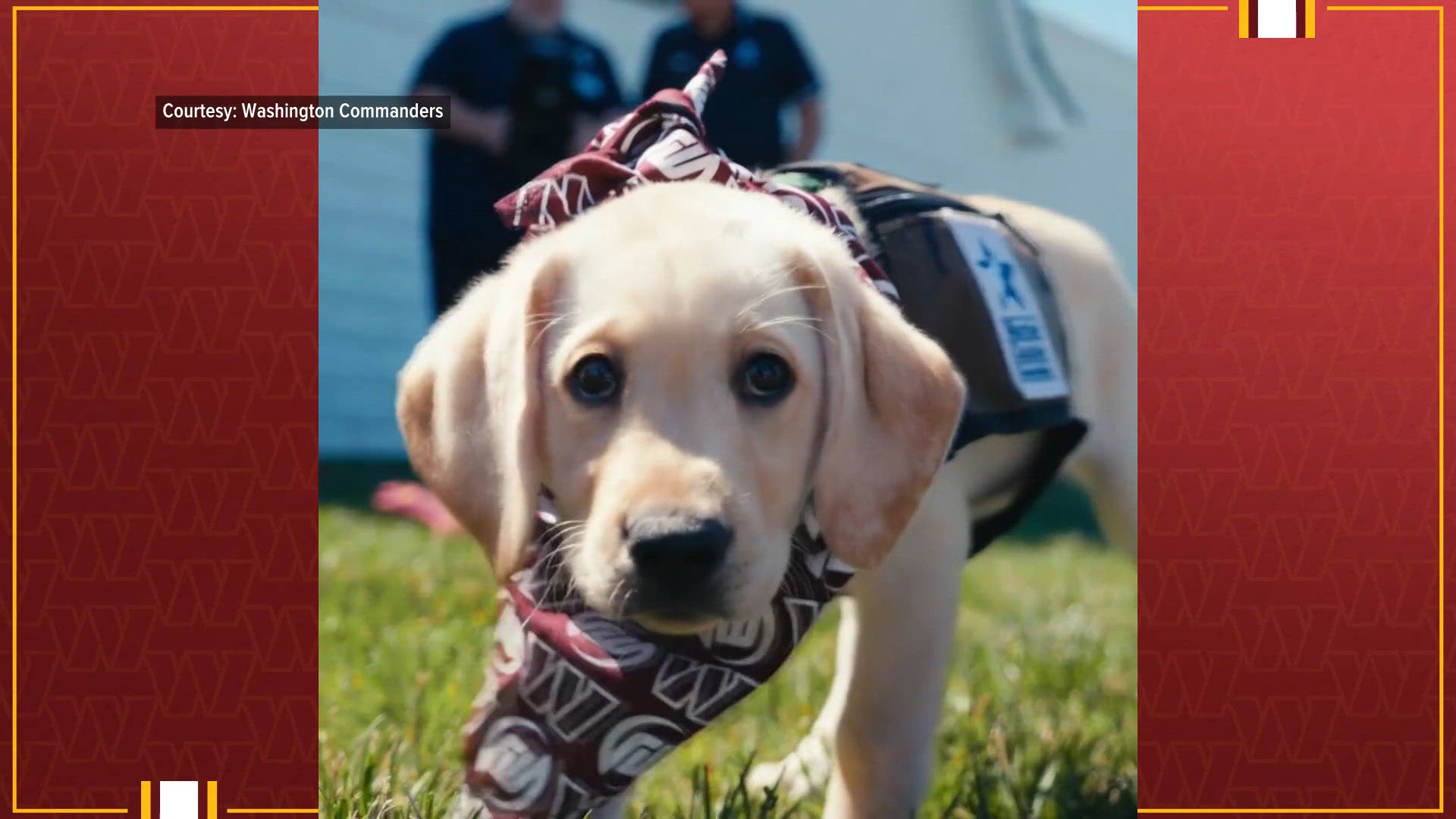 Commanders get a new team puppy | wusa9.com