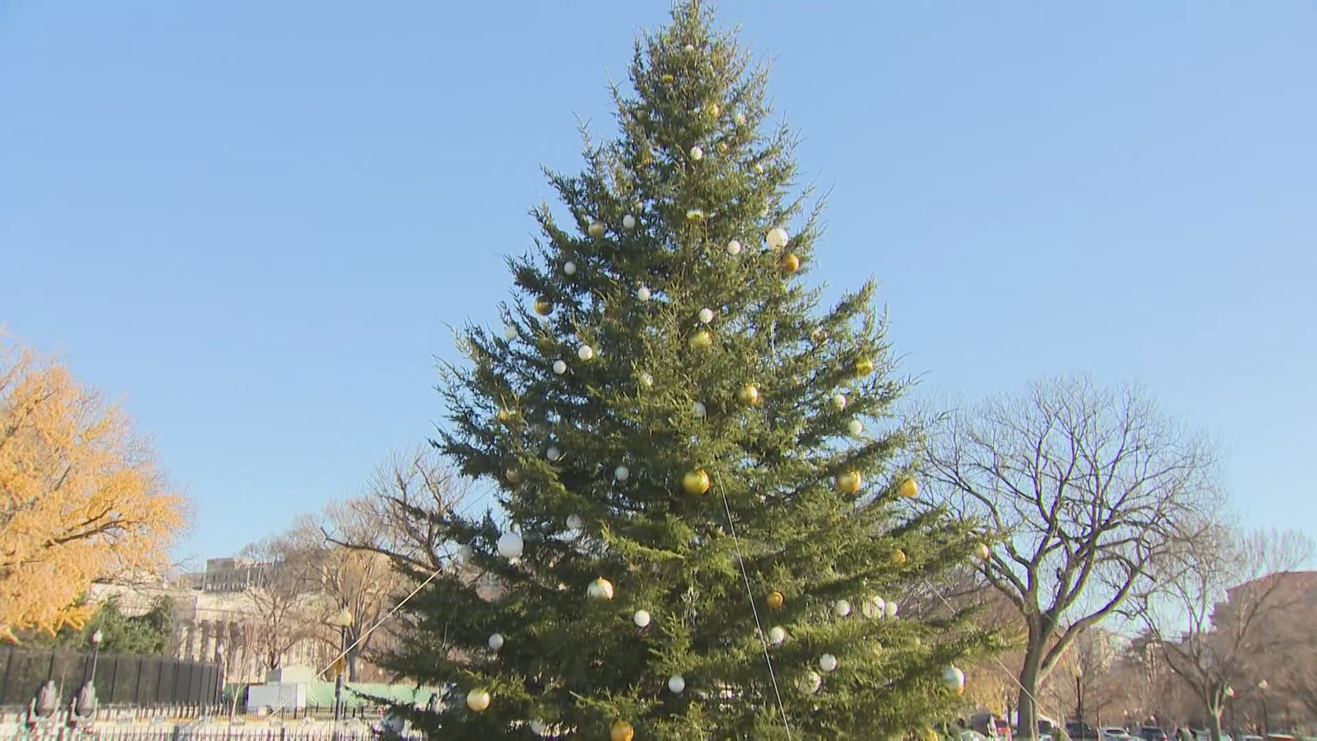 National Christmas Tree to light up the Ellipse | wusa9.com