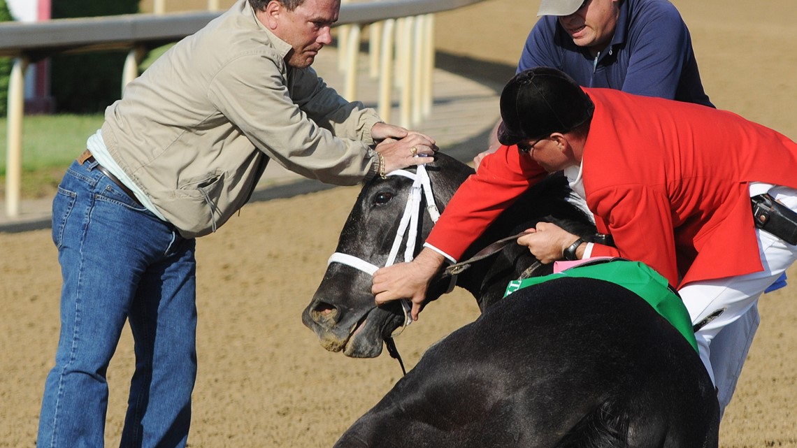 Horse racing insider calls for national reform targeting animal deaths ...
