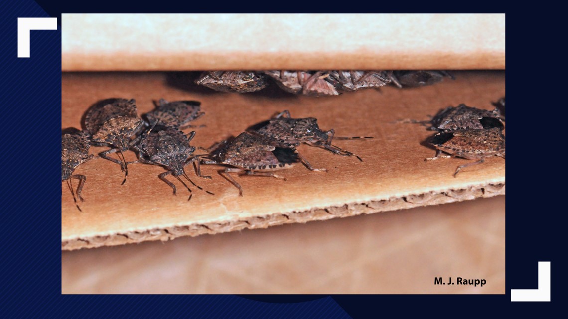 VERIFY: No, the polar vortex this year did not wipe out 95% of stink ...