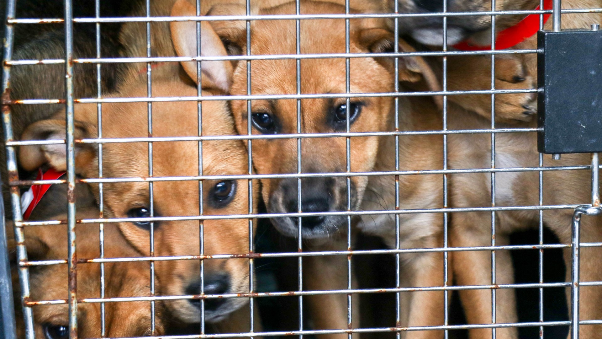 26 puppies, 9 kittens saved from overcrowded shelters | wusa9.com