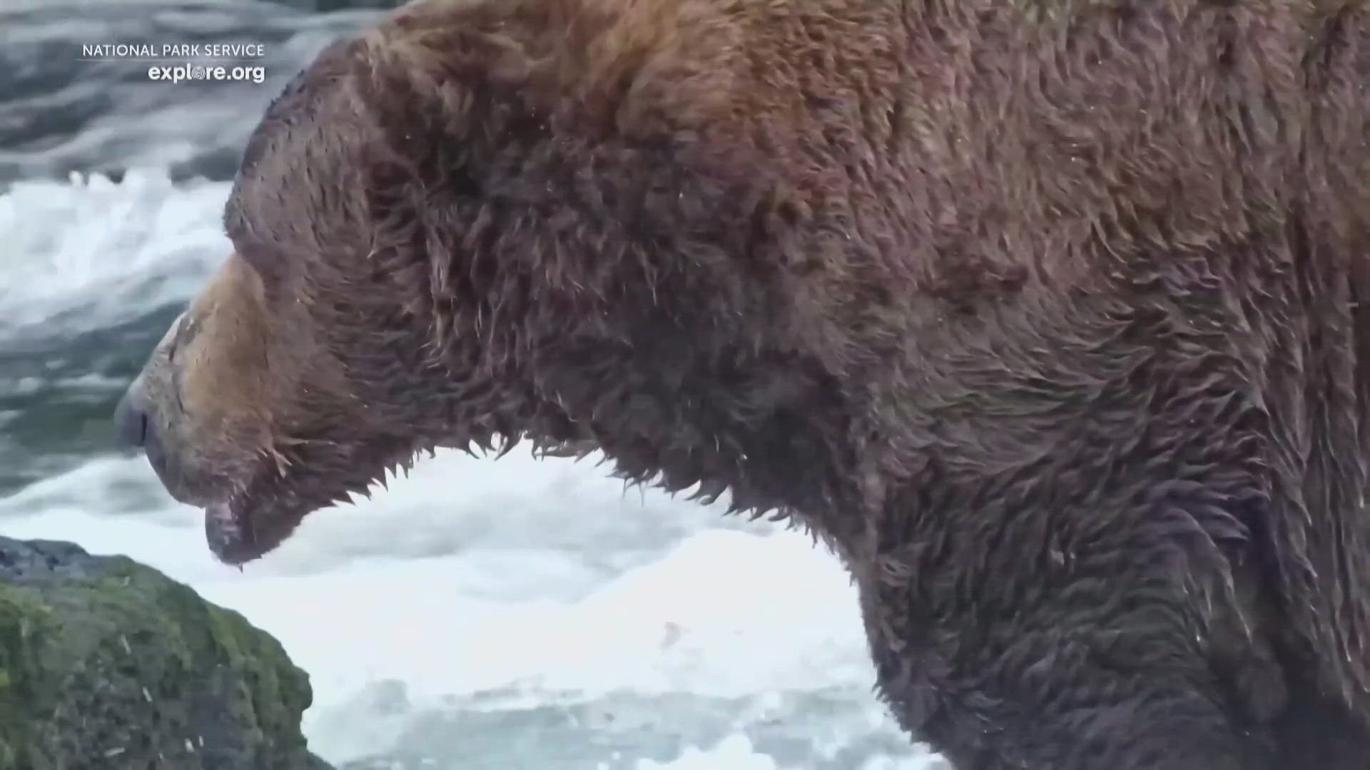 Fat Bear Week winner announced | wusa9.com