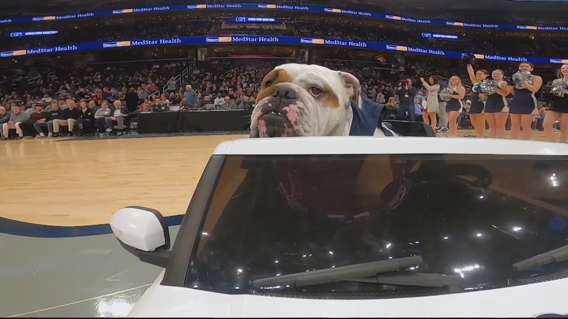 A day in the life of Georgetown mascot Jack | wusa9.com
