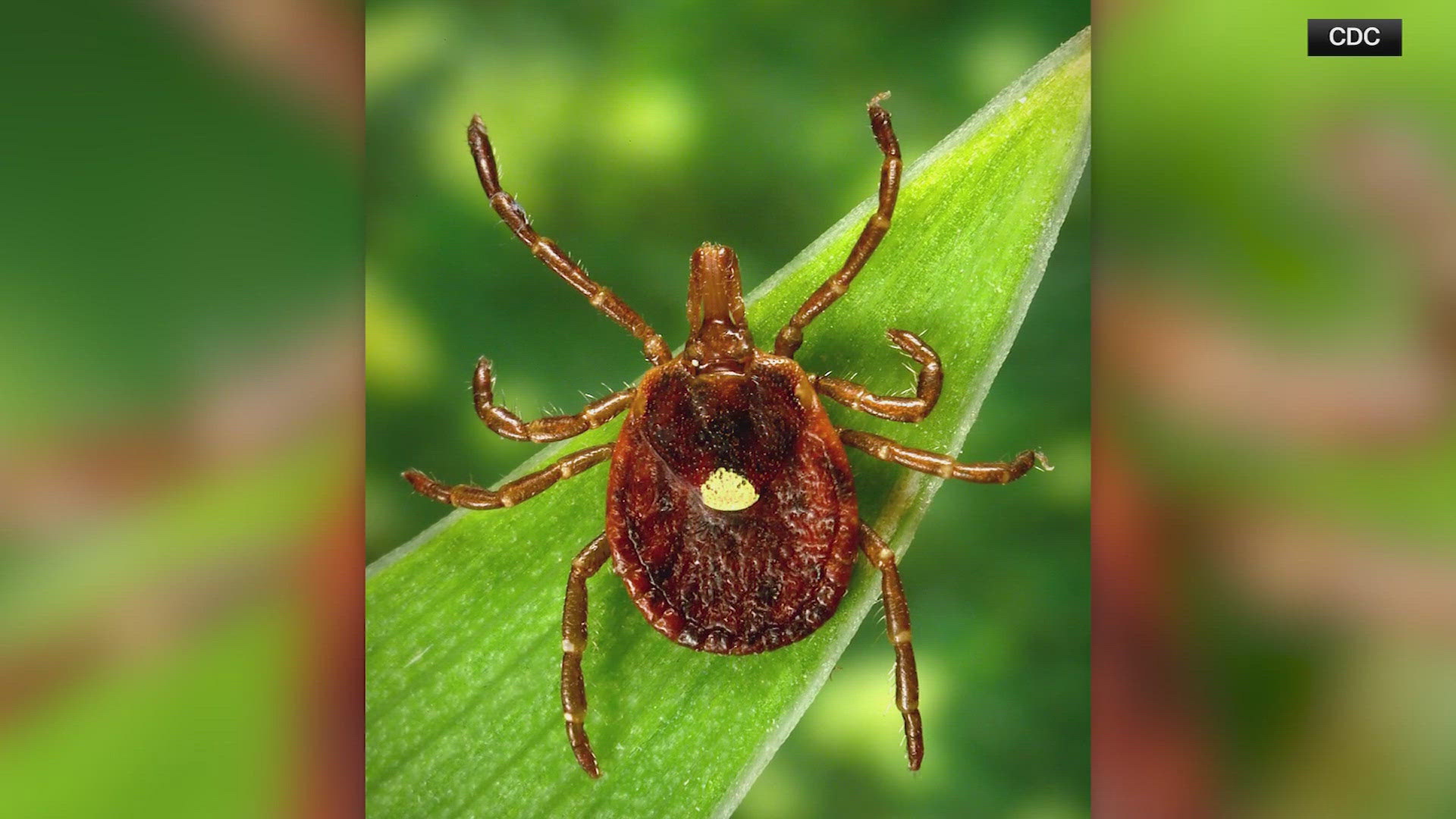 TICK-BORN ILLNESS CAUSING ALLERGIC REACTION TO RED MEAT | wusa9.com