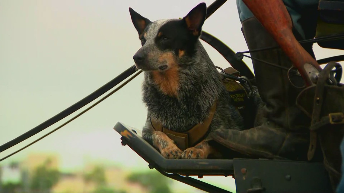 Doc Holiday the dog prepares for Army parade | wusa9.com