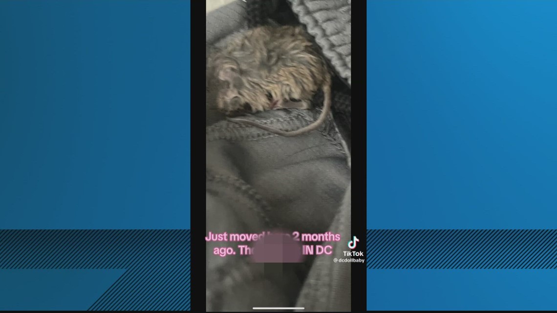 How to solve mice, rat problems in DC with uncooperative landlord ...