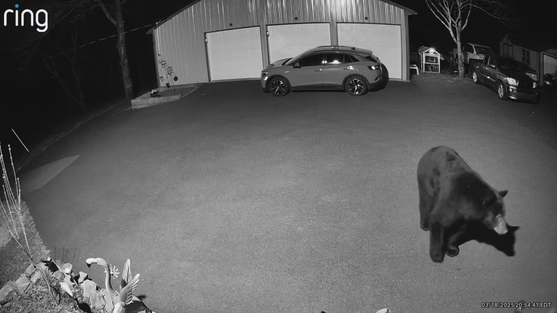 Black bear caught on Ring Camera in Aldie neighborhood | wusa9.com