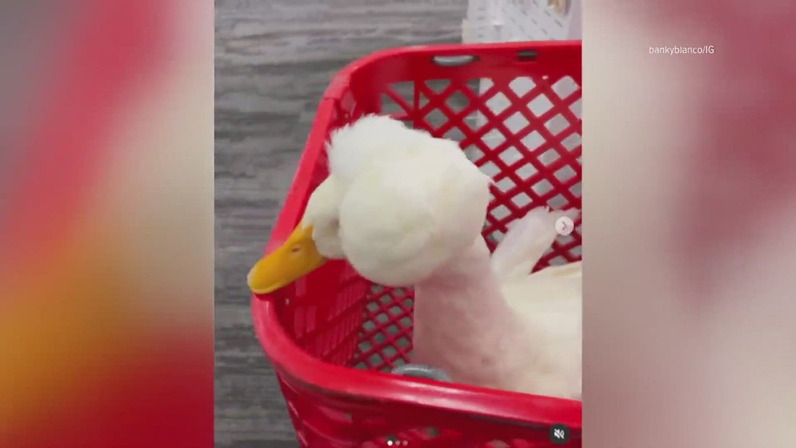 Viral pet duck named Banks turns heads in Maryland | wusa9.com
