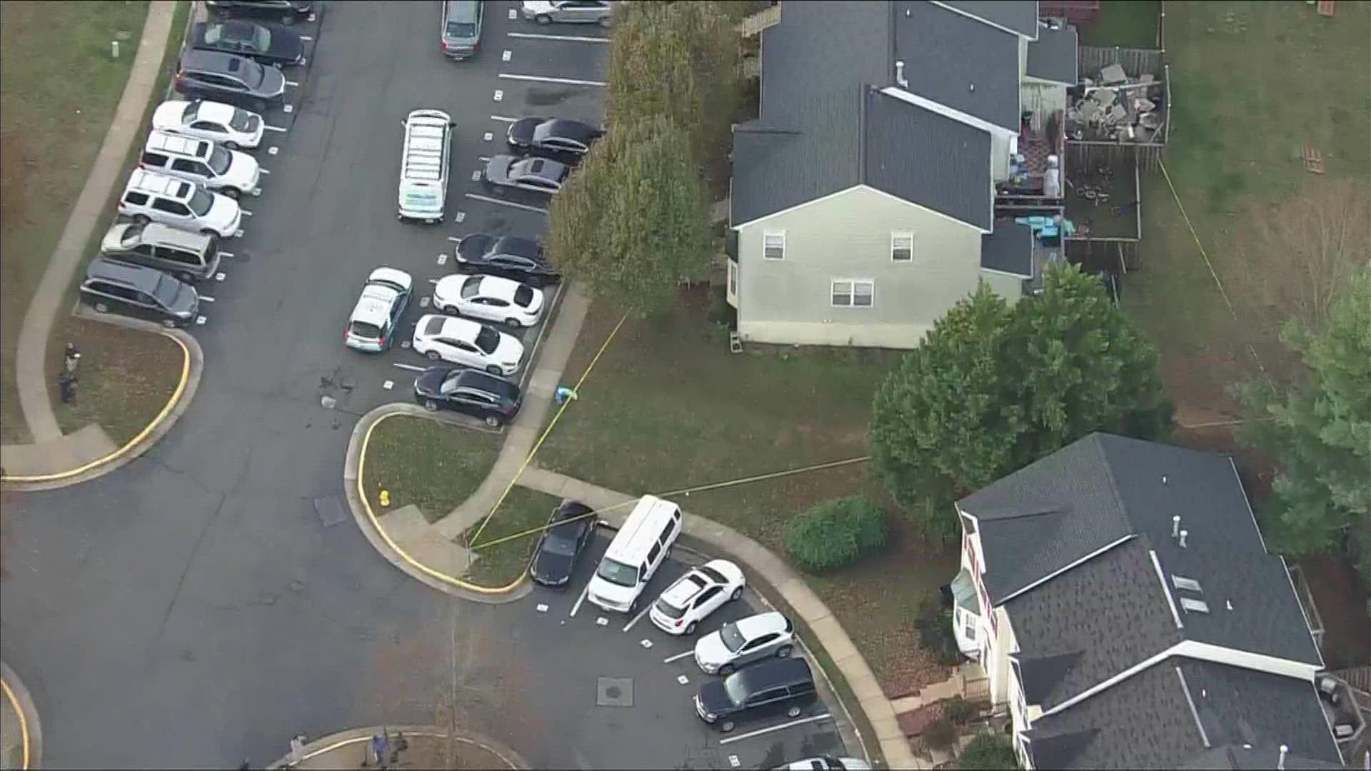 National Zoo welcomes western lowland gorilla Calaya | wusa9.com