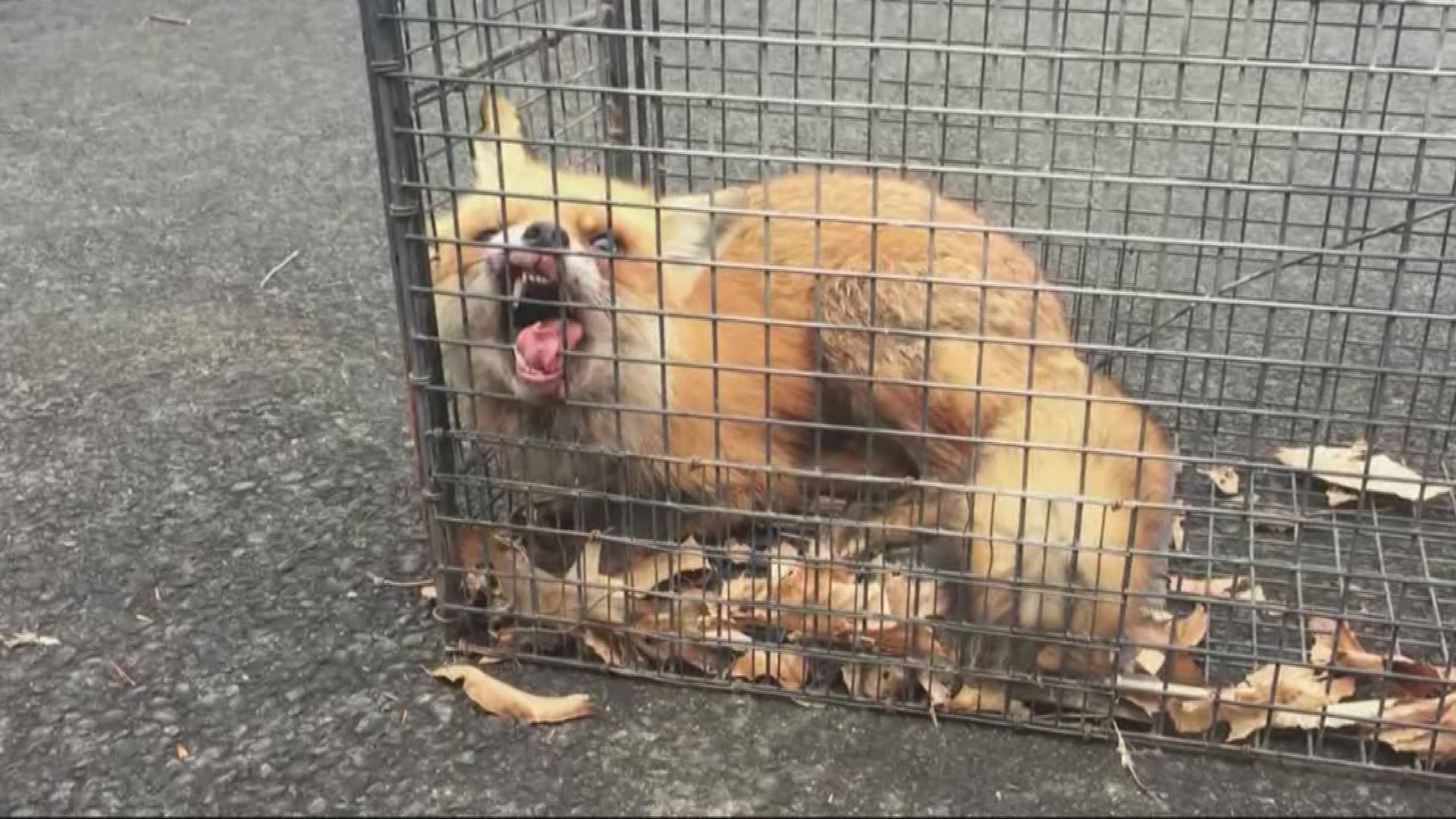 Woman attacked by fox in Va. will be OK | wusa9.com