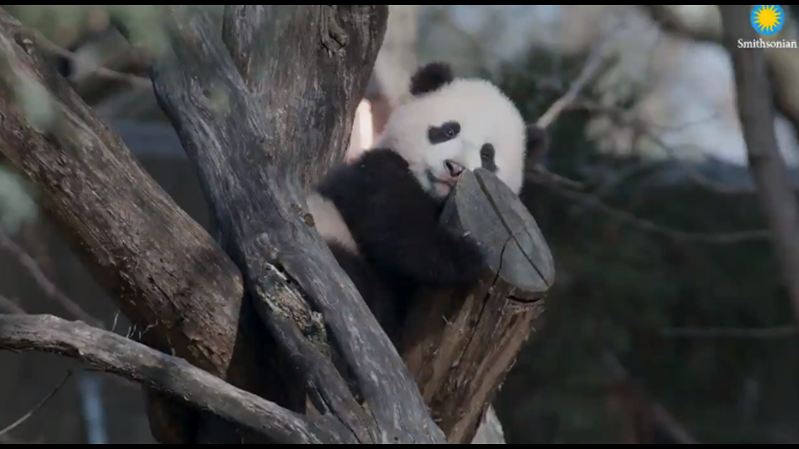 Giant panda cam Smithsonian National Zoo Washington DC | wusa9.com