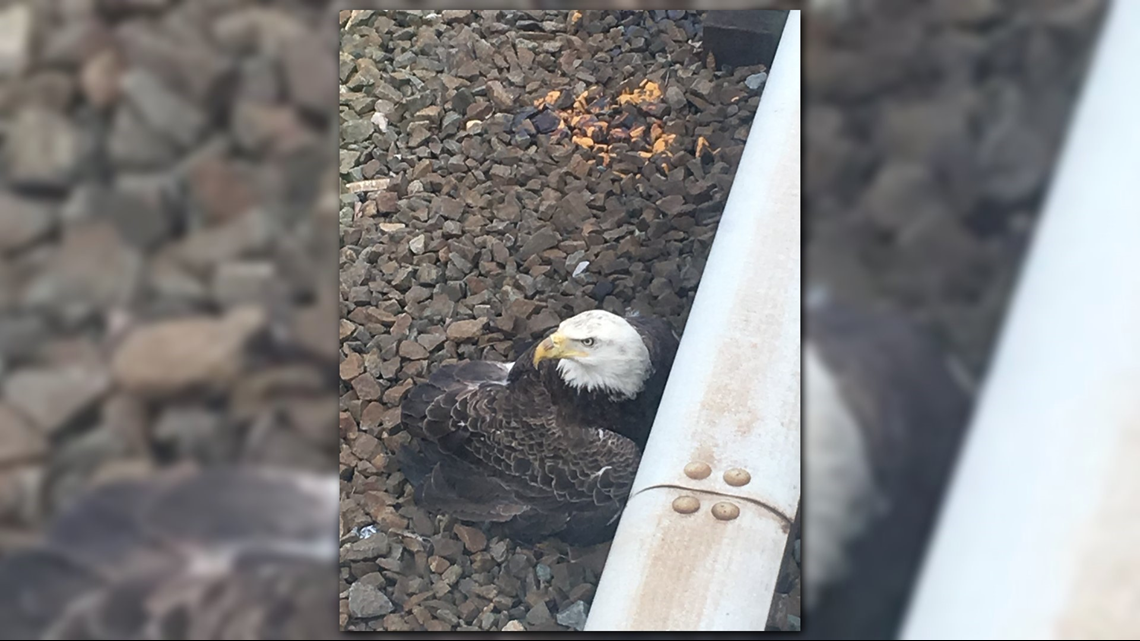 Injured eagle rescued from Metro tracks in Landover, Maryland | wusa9.com