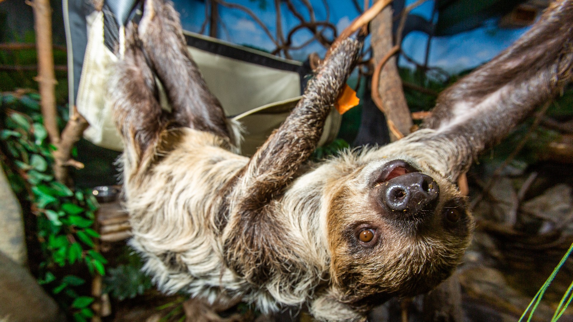 How zookeepers make breeding matches for species survival | wusa9.com