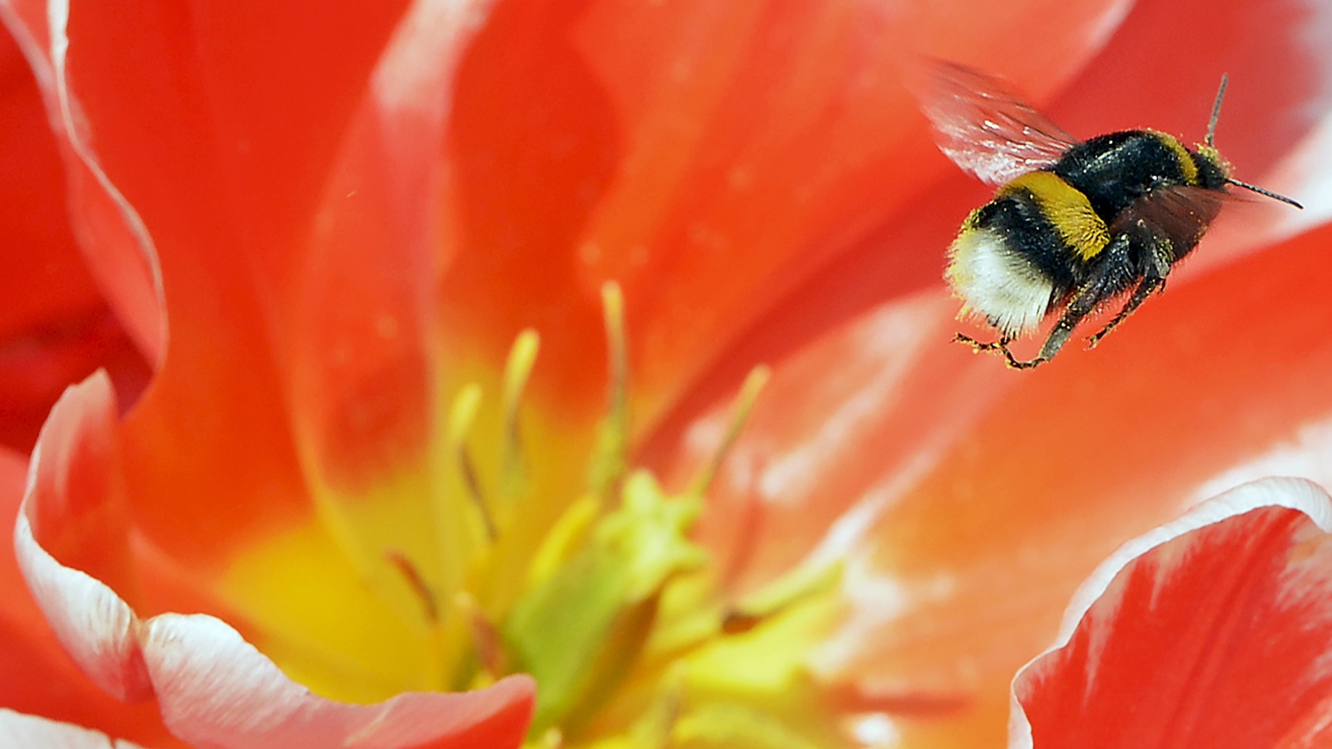 Bumblebees are in danger of extinction from climate change | wusa9.com