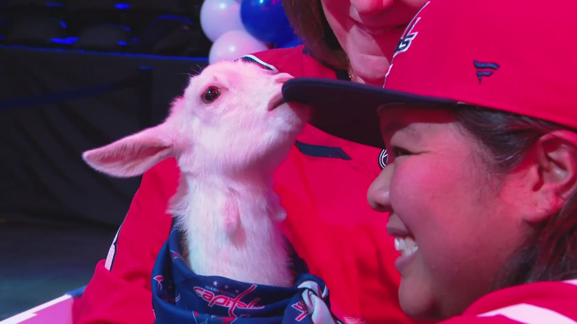 Fans meet real live goats at petting zoo celebrating the NHL "GOAT ...