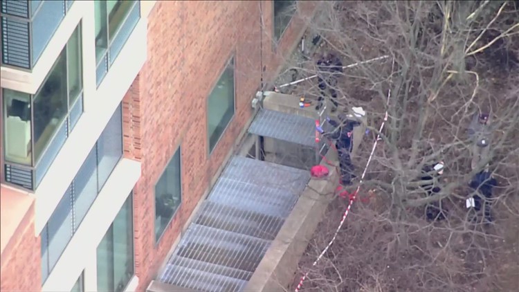 What is a murder hornet? | wusa9.com