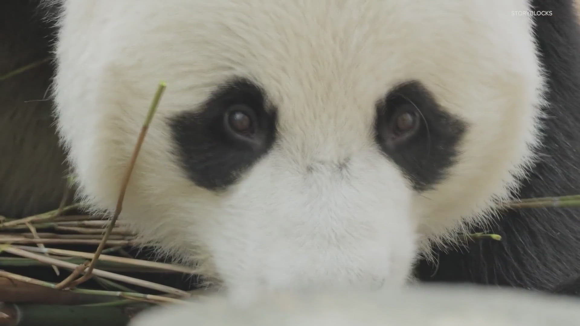 Giant pandas make their public debut at the National Zoo | wusa9.com
