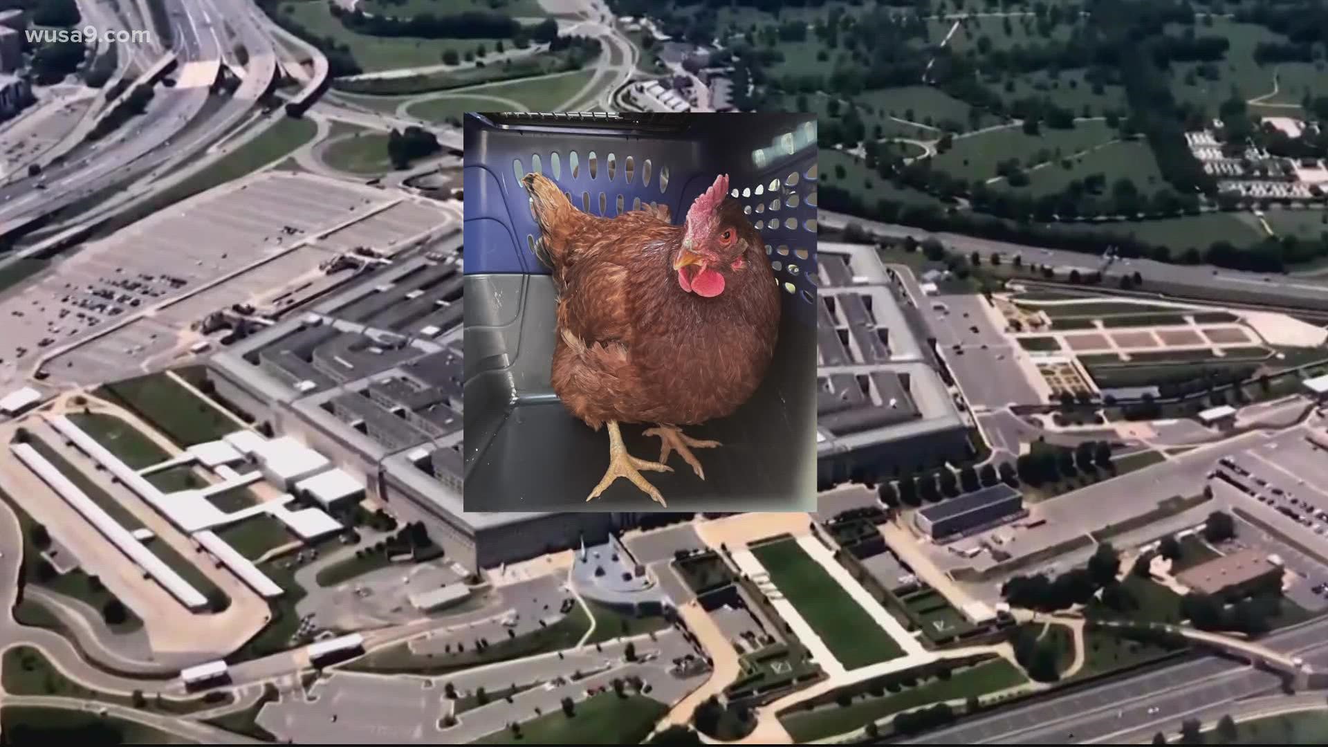 Chicken found wandering around at the Pentagon | wusa9.com