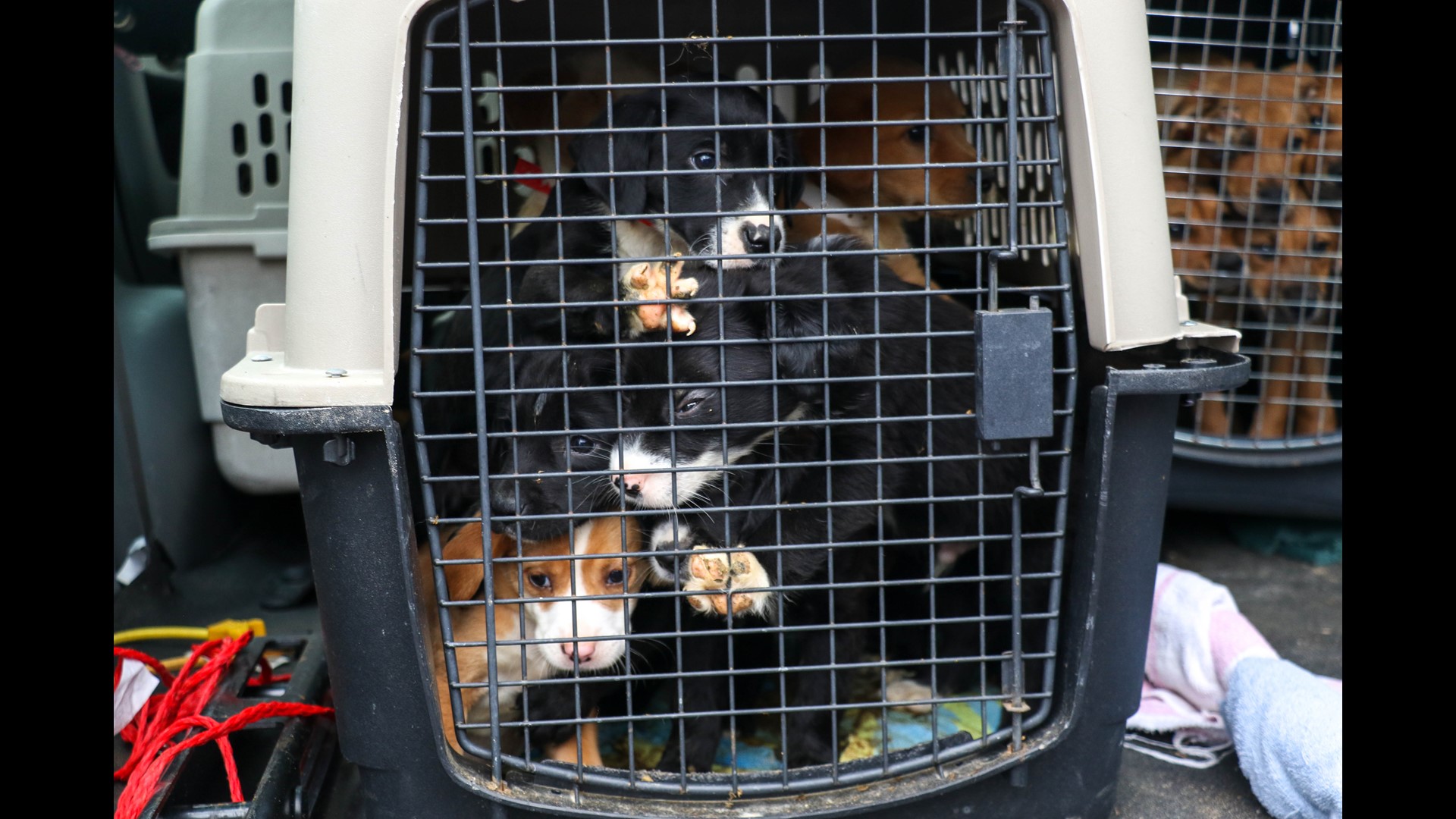 26 puppies, 9 kittens saved from overcrowded shelters | wusa9.com