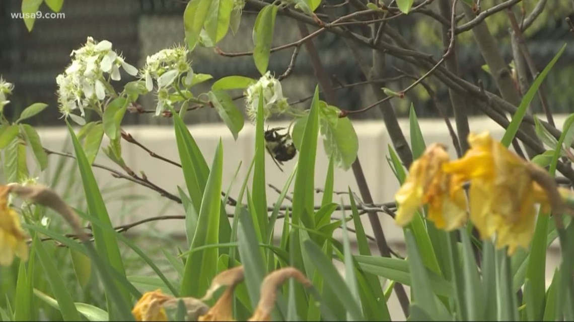 Time of day that allergies and pollen are the worst | wusa9.com