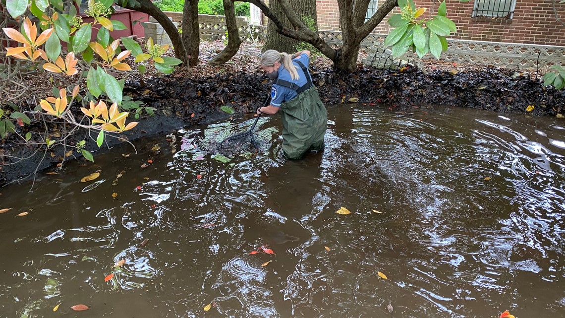 Animal control officers rescue nearly 200 goldfish | wusa9.com