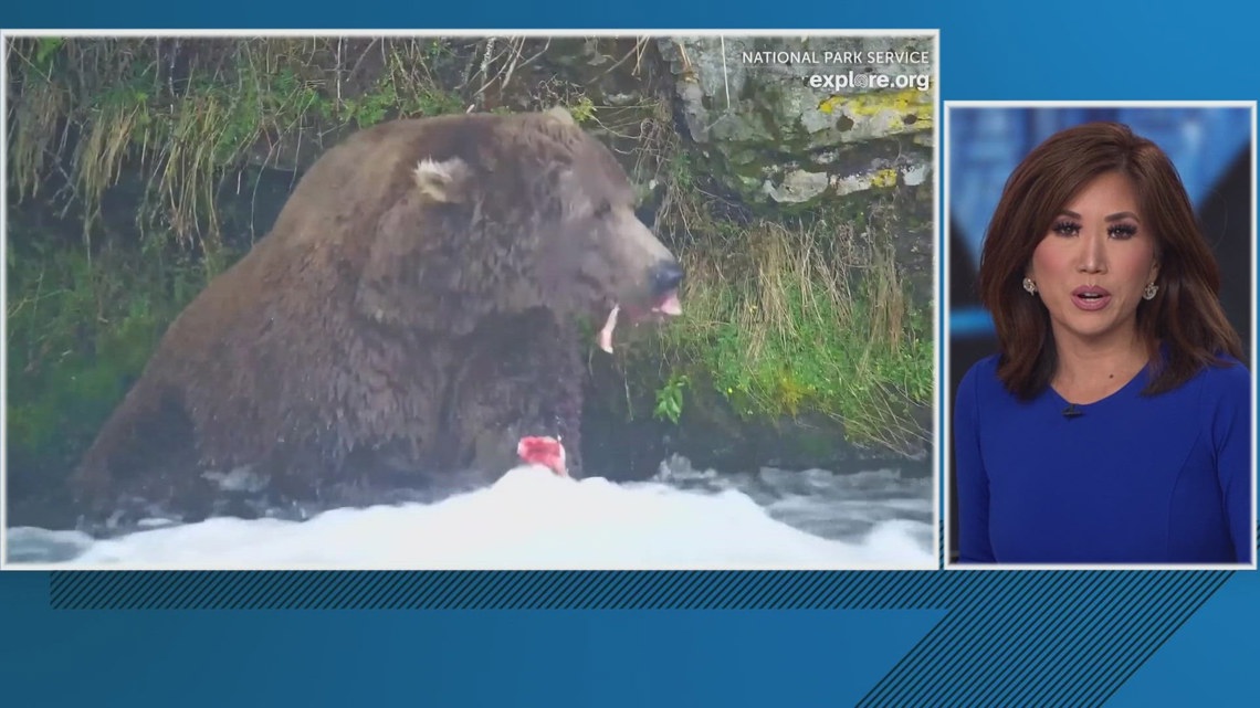 'Fat Bear Week' | Vote on which bear has the biggest belly? | wusa9.com
