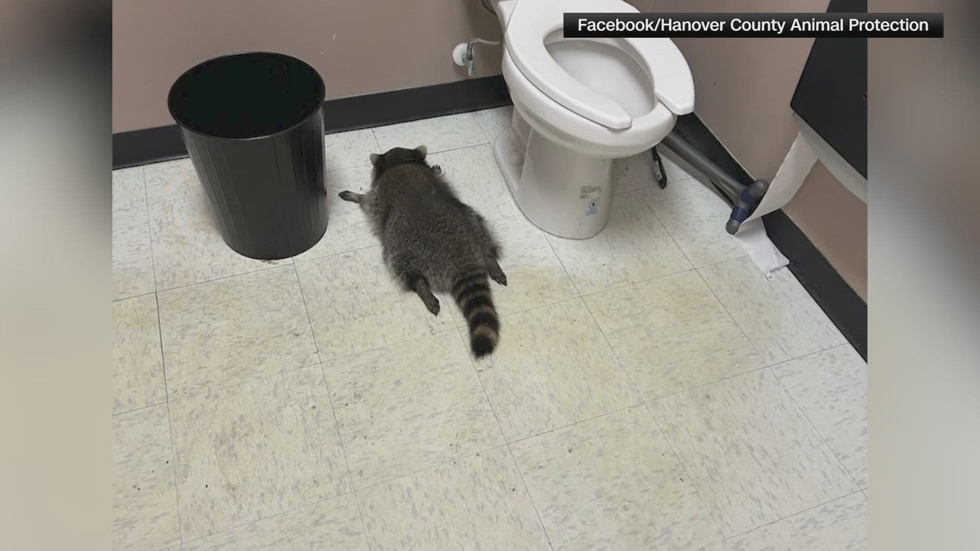 RAW: Raccoon rampage through a Virginia liquor store caught on camera ...