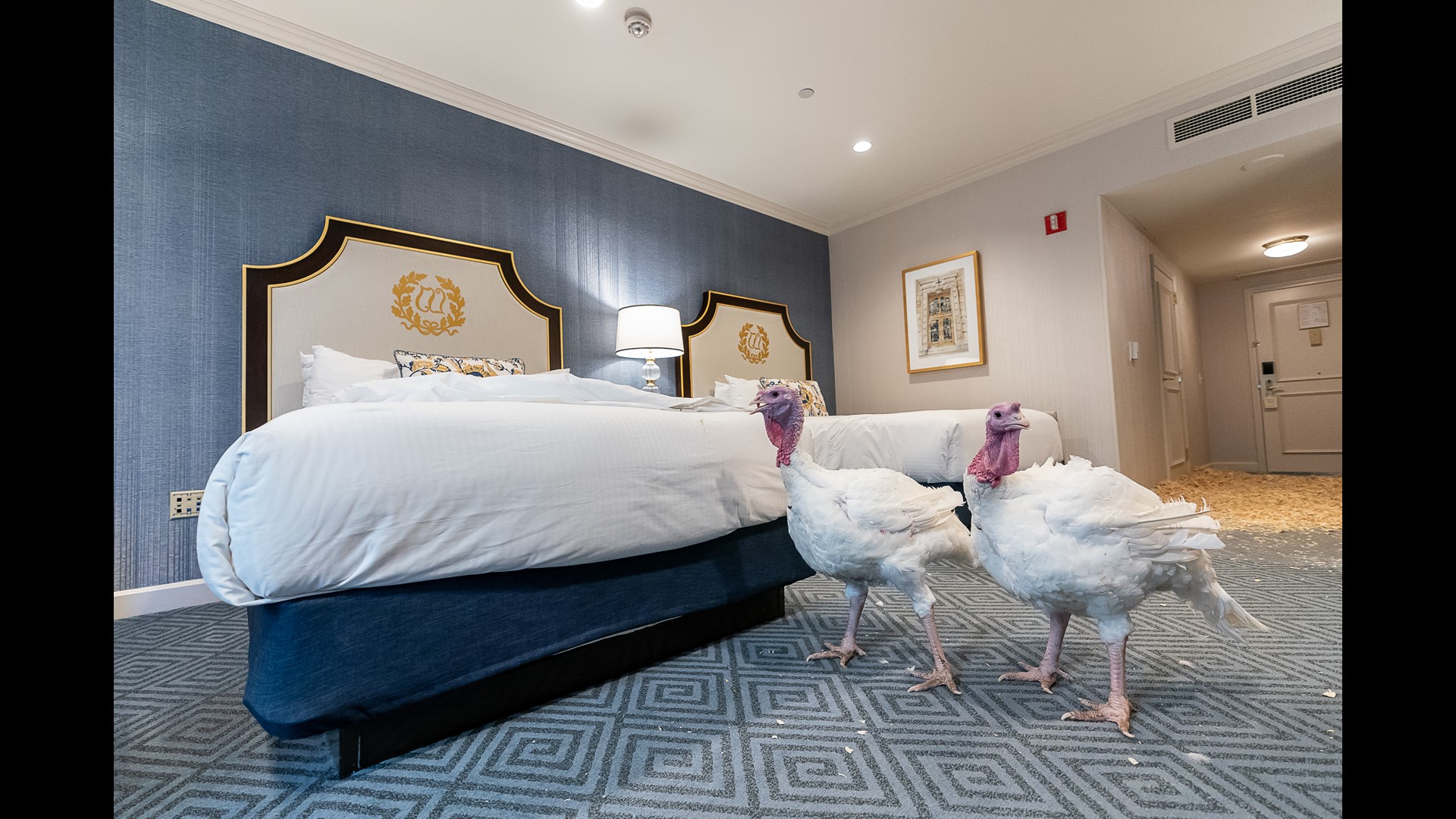 Turkey Pardon 2019: Meet the two birds to go to the White House | wusa9.com