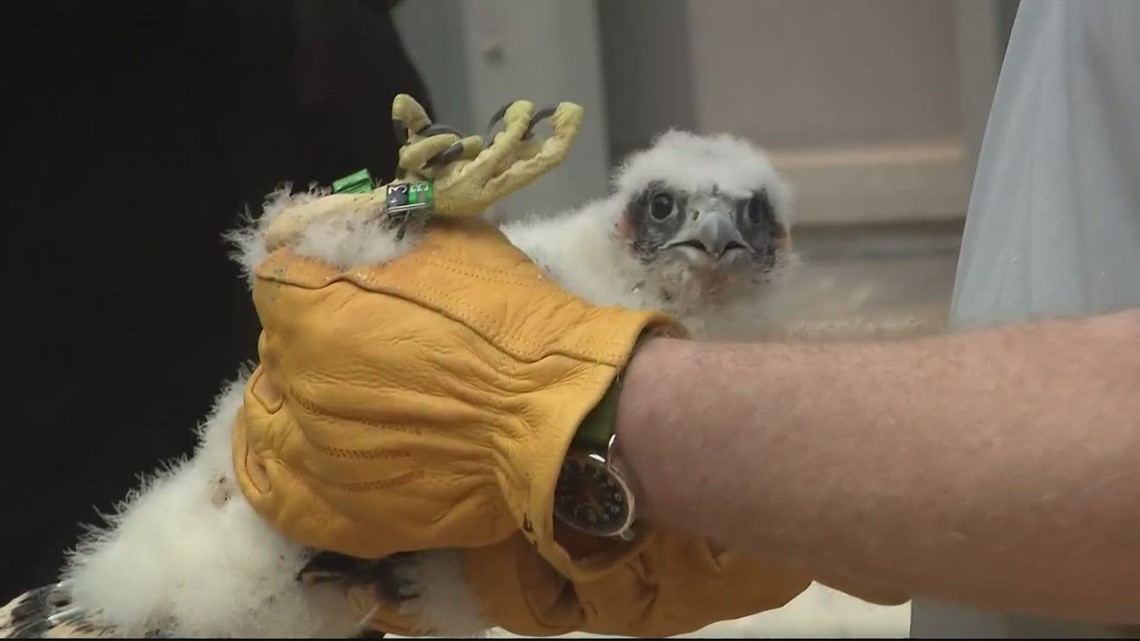 Tracking baby peregrine falcons in Virginia | wusa9.com