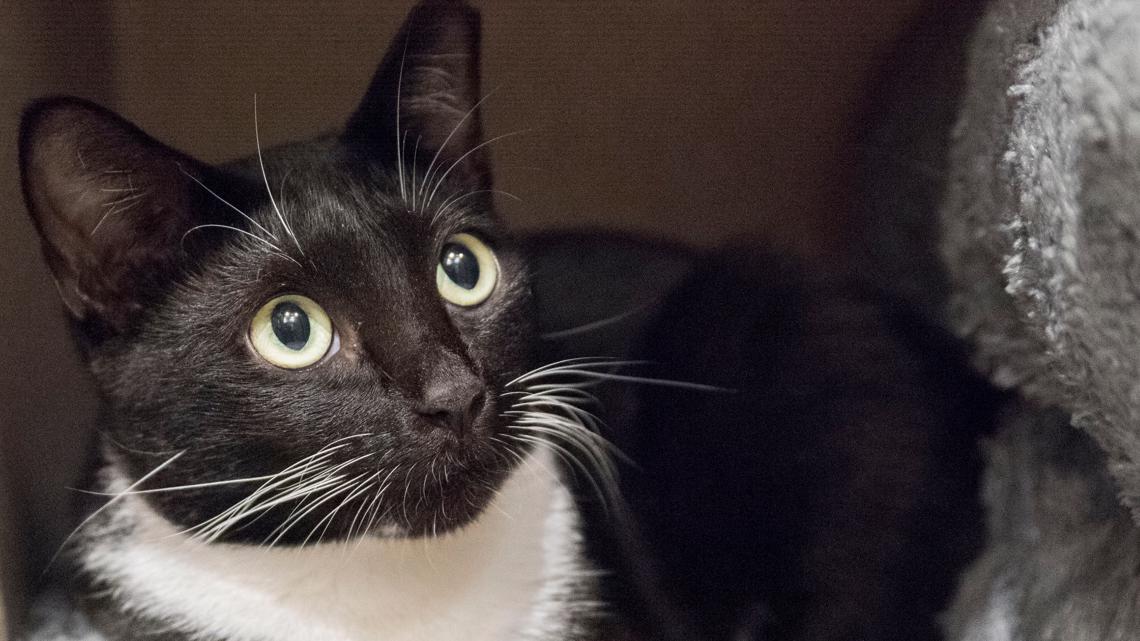 DC Humane Rescue Alliance in desperate need of adopters | wusa9.com