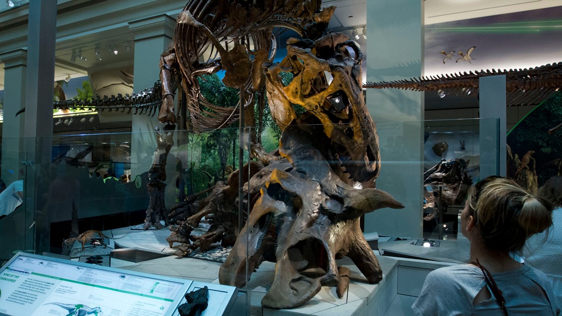 National Museum of Natural History reopens June 18 | wusa9.com