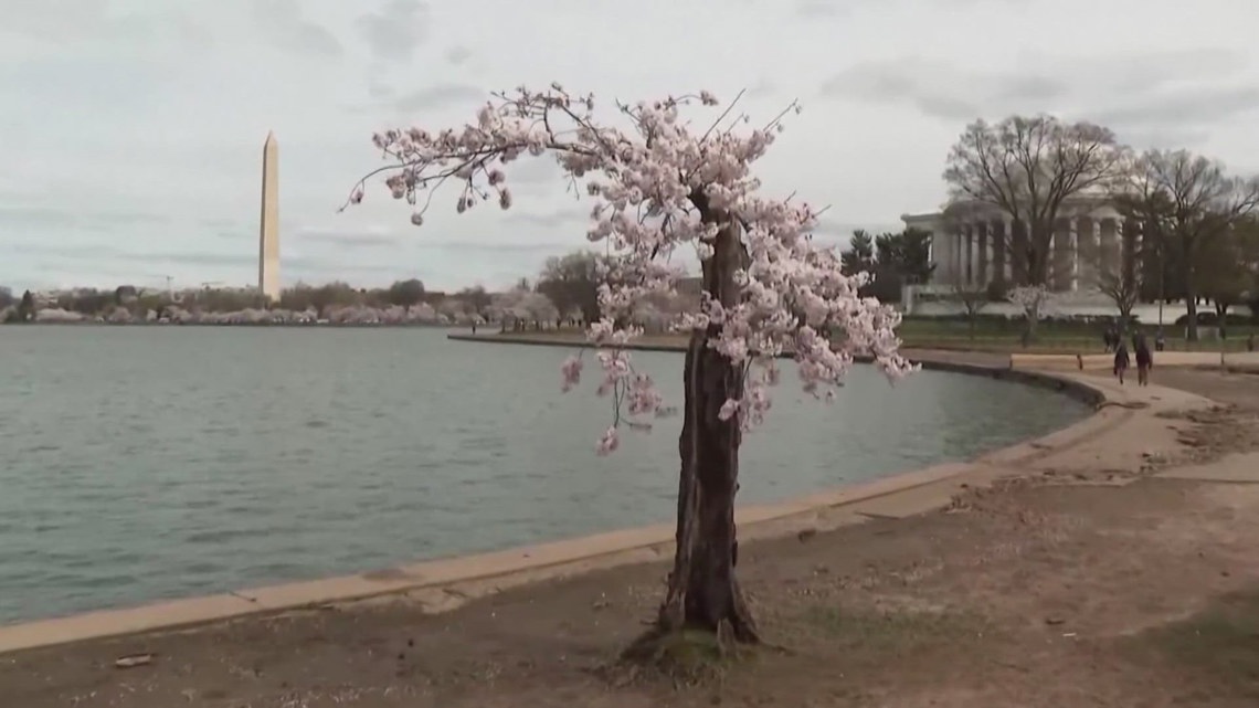 National Park Service finishes Tidal Basin seawall early | wusa9.com