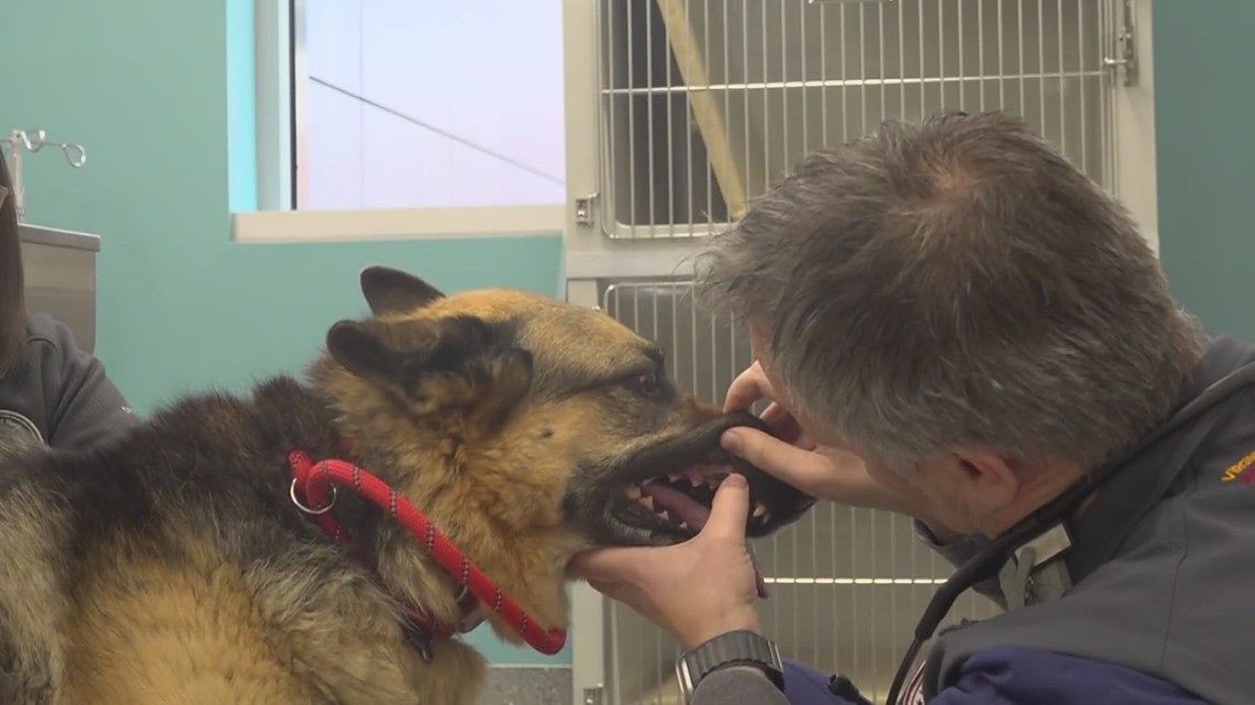 Early cancer screening for dogs | Ray of Sunshine | wusa9.com